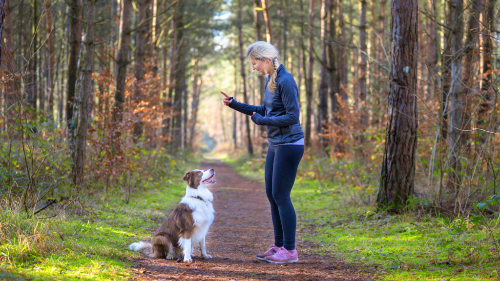 What Is Positive Reinforcement Training? - Learn More