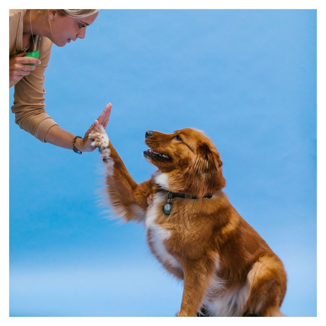 Does Positive Dog Training Really Work? - Learn More